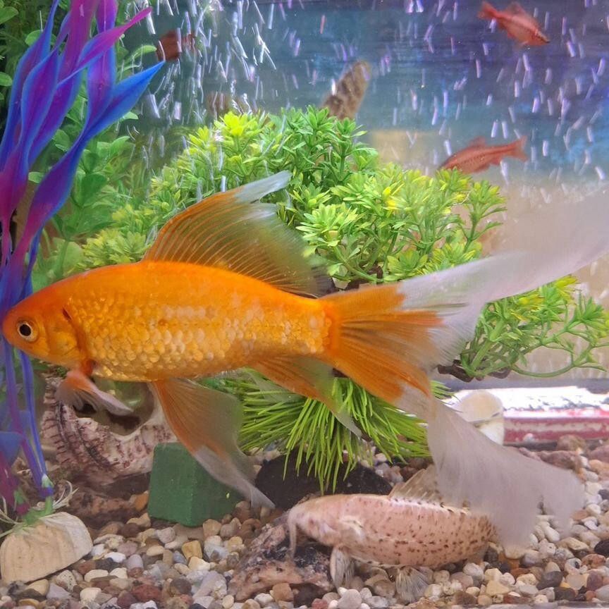 Золотая рыбка вуалехвост