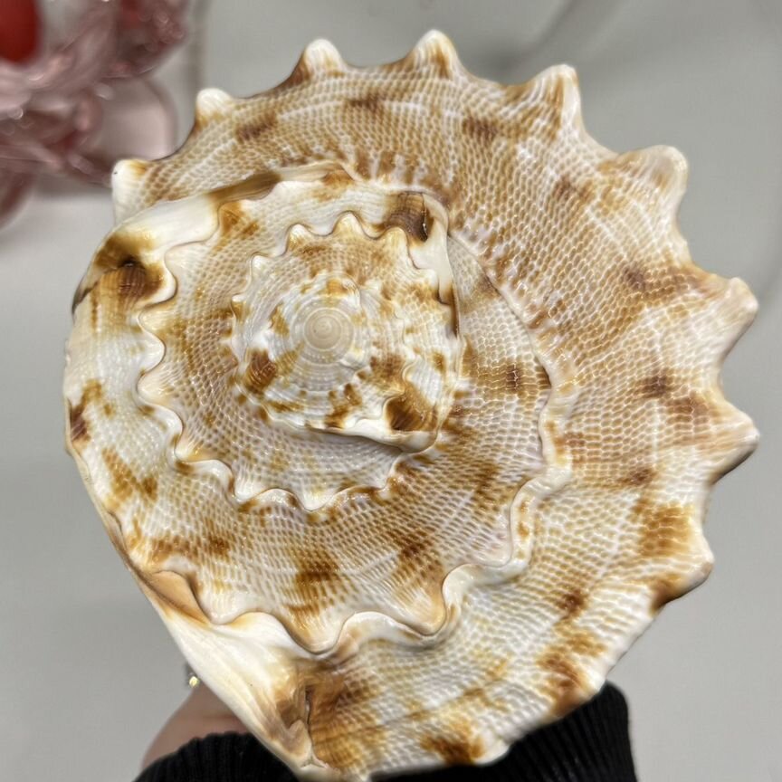 Ракушка морская большая