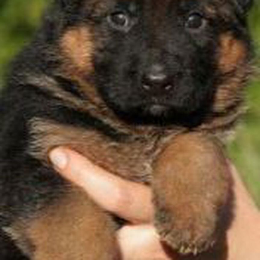 Щено детки овчарки