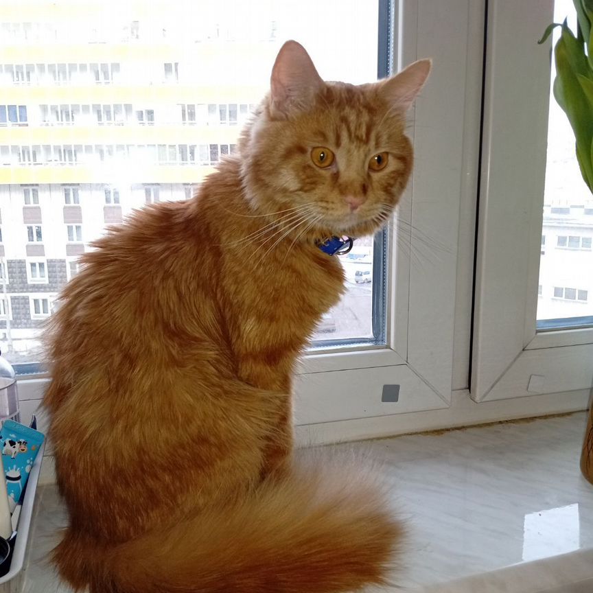 Отдам бесплатно котика в хорошие руки