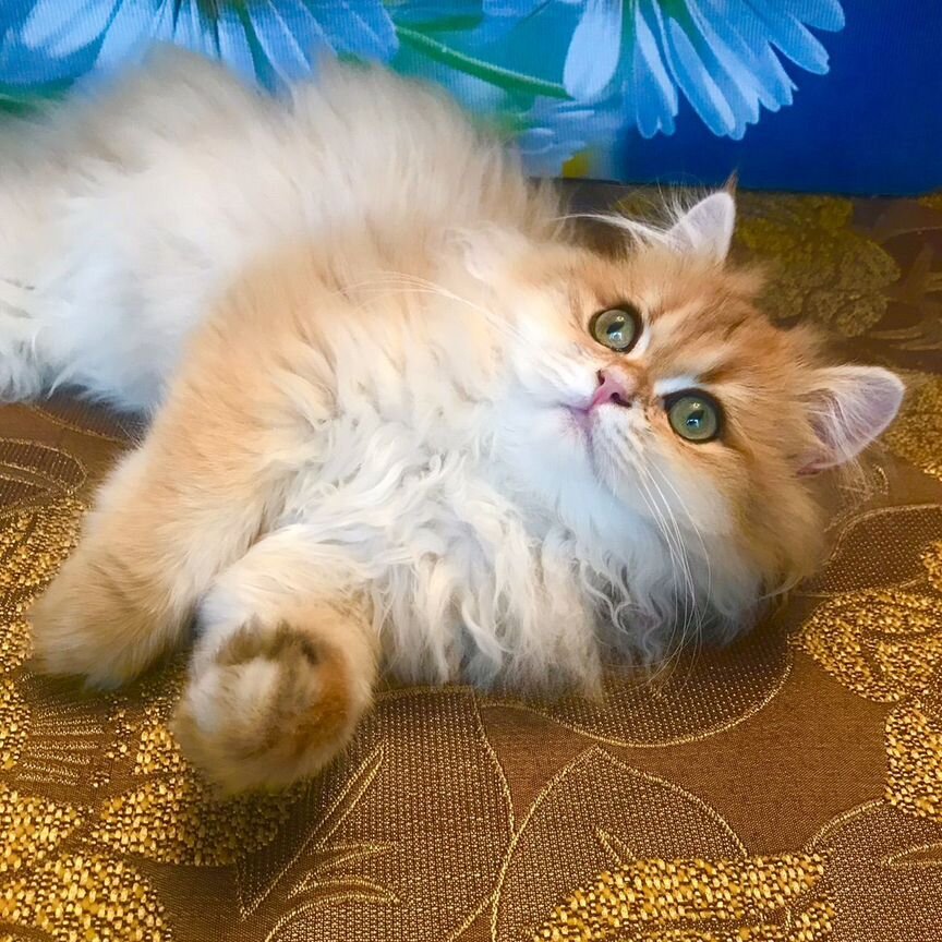 Британский длинношерстный мальчик