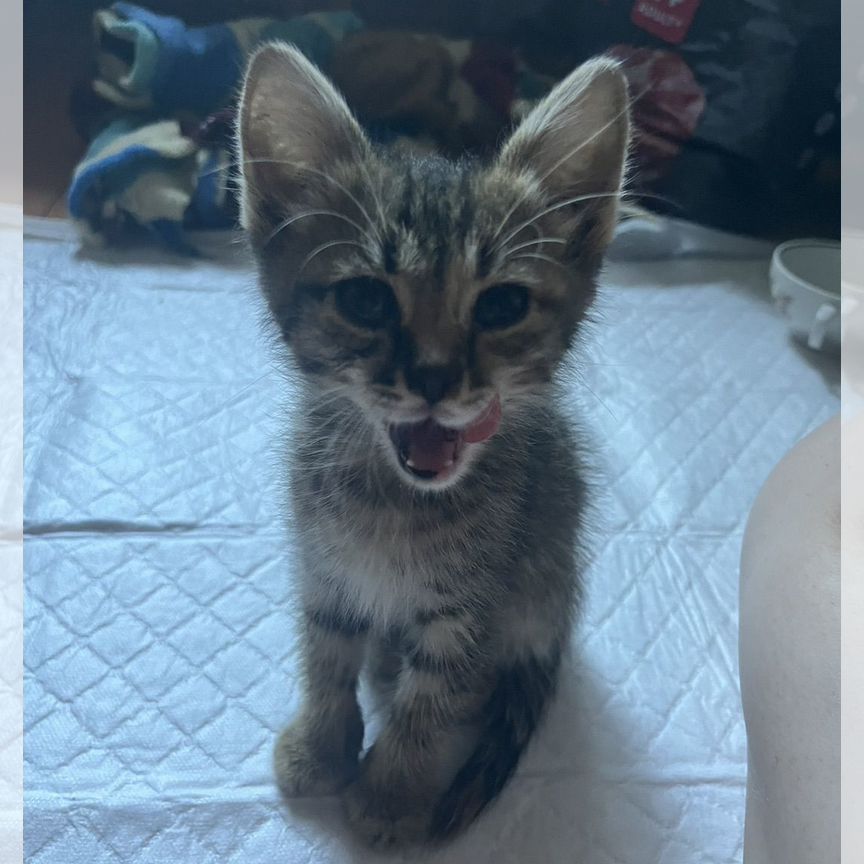 Котенок в добрые руки