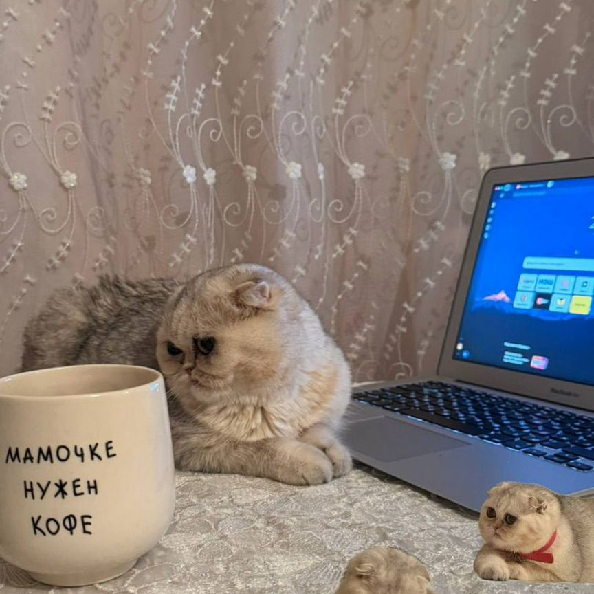 Скоттиш фолд вязка девочка