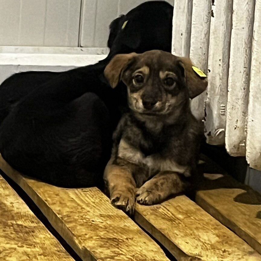 Щенок в добрые руки