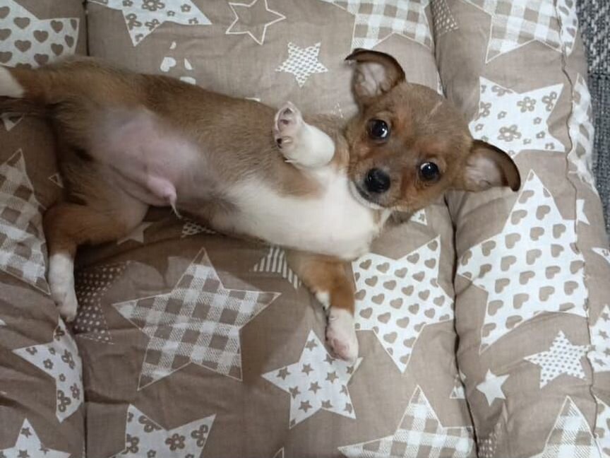 Чихотойчик