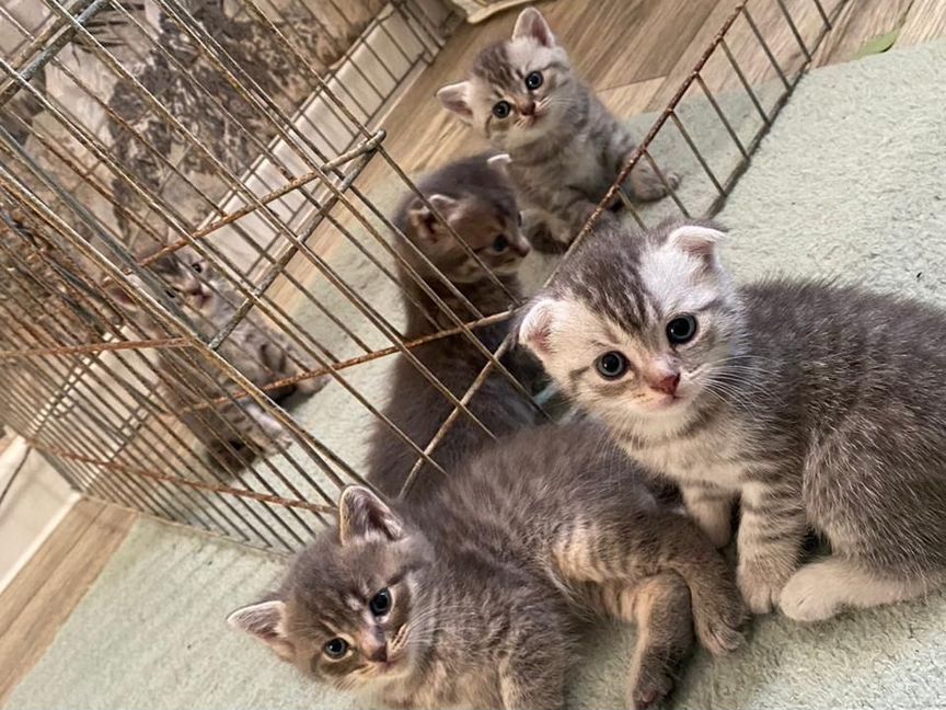 Шотладские вислоухие котята