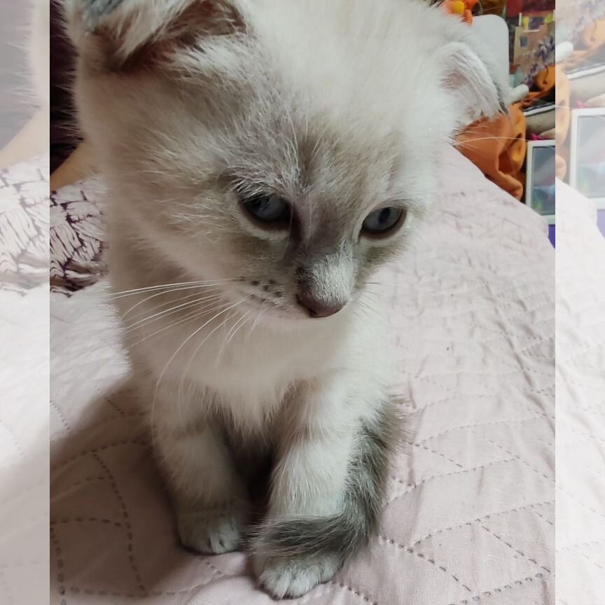 Шотландский вислоухий короткошёрстный котёнок