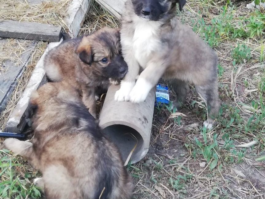 Щенята и их мама ищут дом