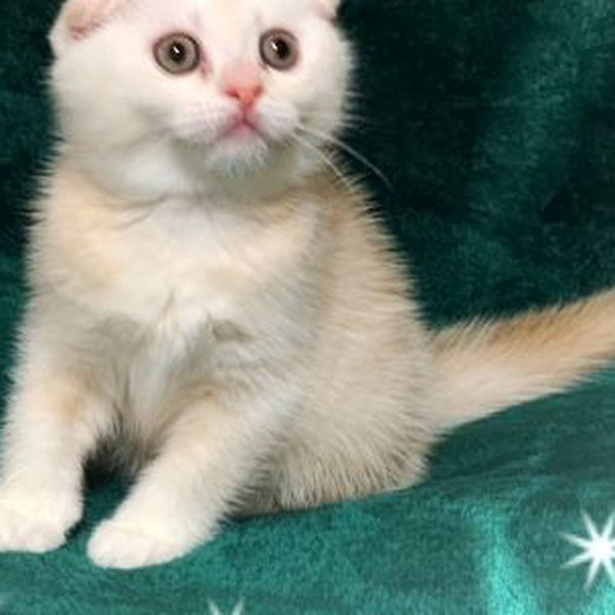 Шотландский вислоухий короткошёрстный котёнок