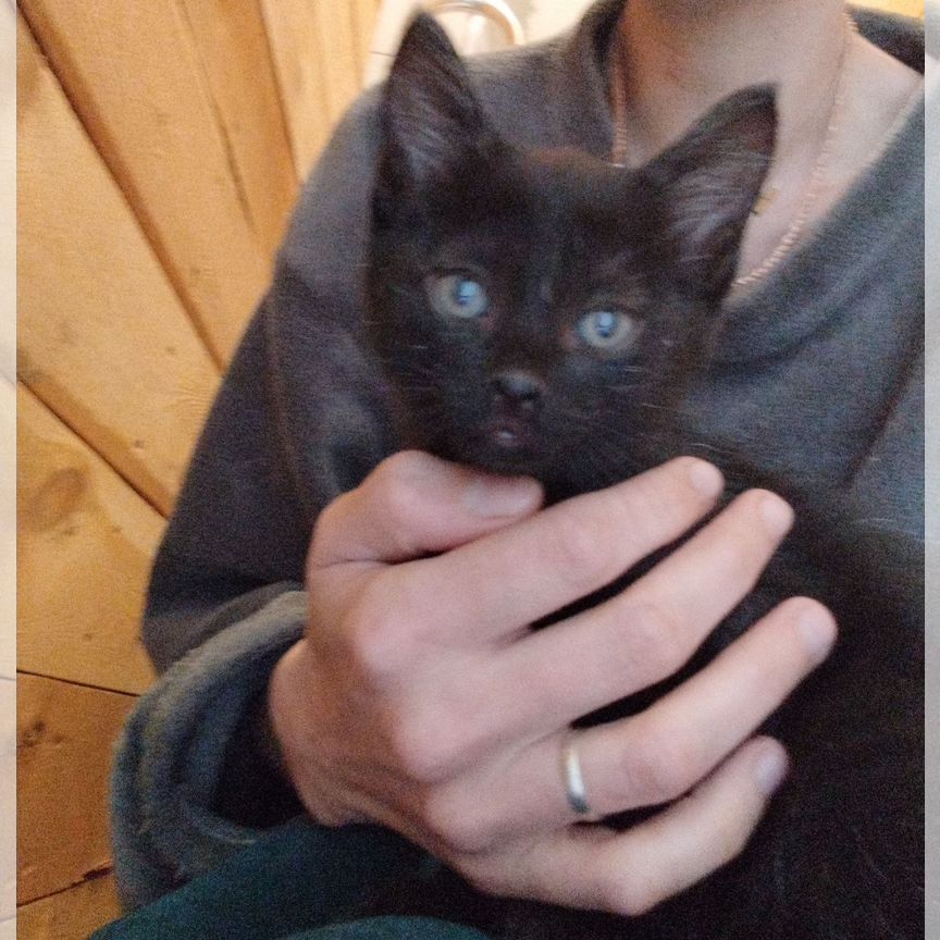 Котёнок в добрые руки