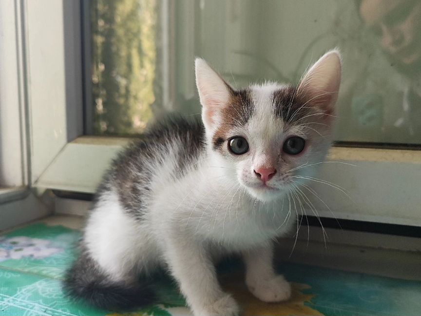 Отдам месячных котят в хорошие руки. Доставка