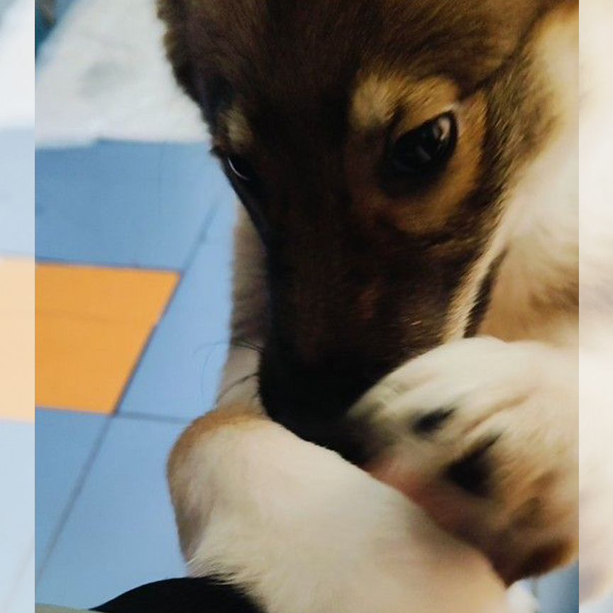 Щенок девочка 4 мес