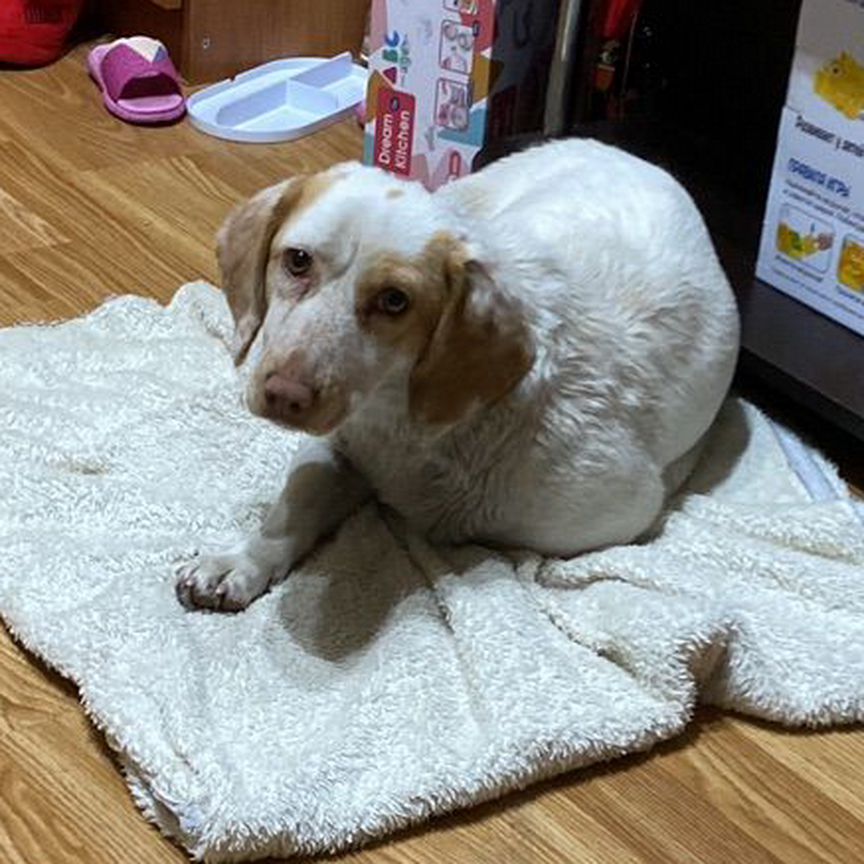 Собака в добрые руки