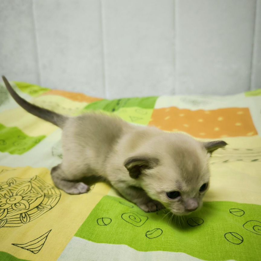 Бурманский малыш