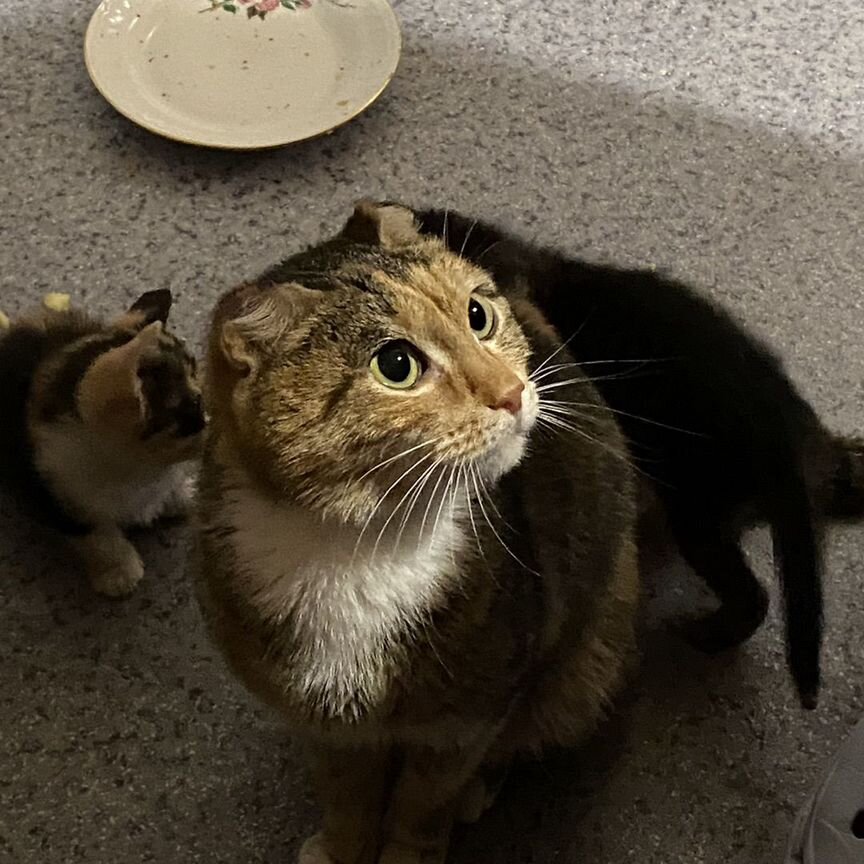 Отдам в добрые руки кошечку