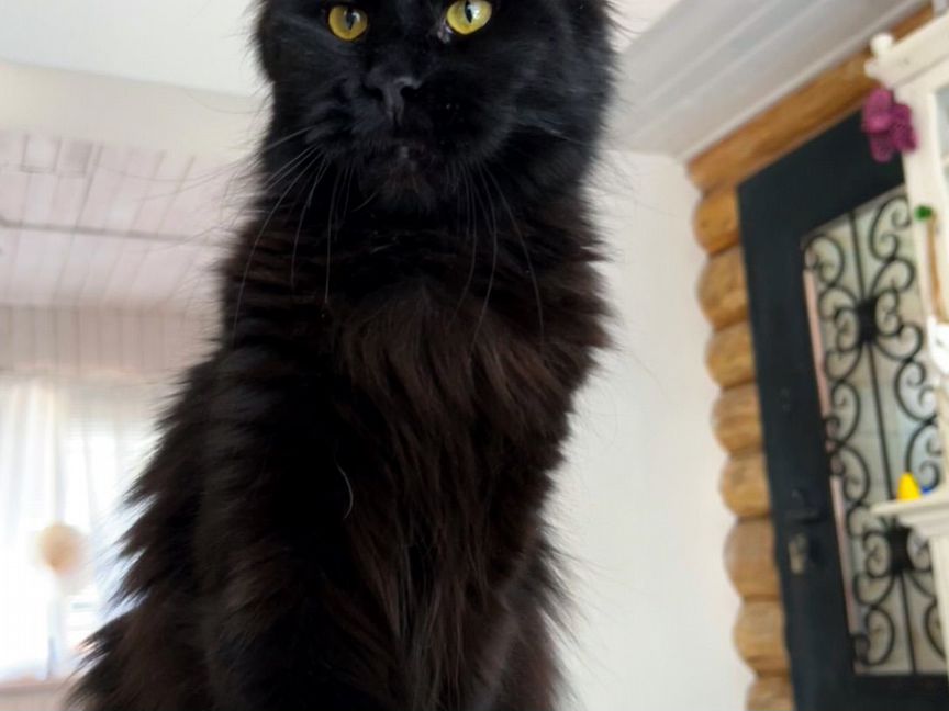 Черная кошка с зелеными глазами