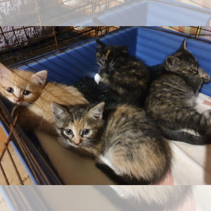 Котёнок в добрые руки