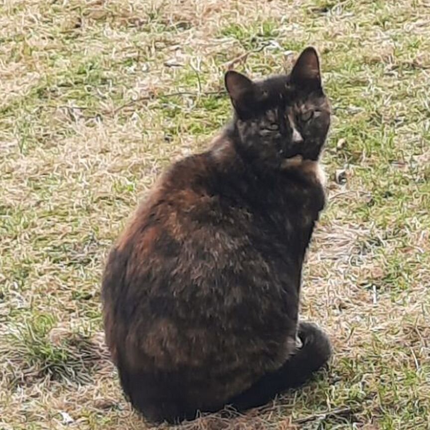 Взрослая, кошка в добрые руки