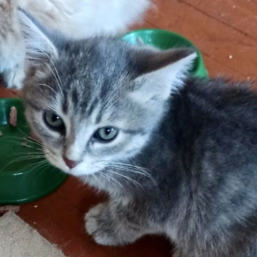 Серебристый котик 2,5 месяца