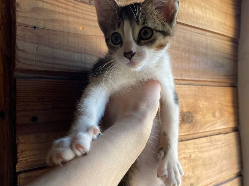 Котенок от абиссинской кошки