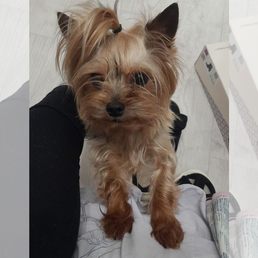 Йоркширский терьер, взрослый пёс