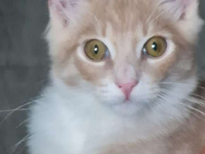 Котик бесплатно