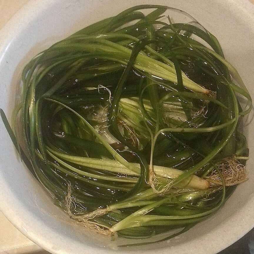 Аквариумное растение валиснерия " Гигантская "