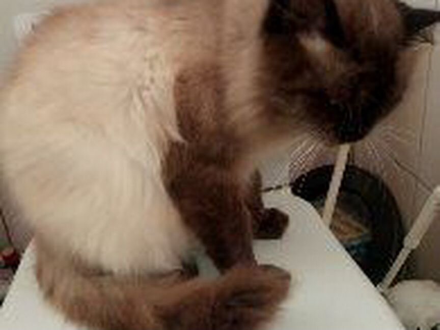 Вязка бирманский кот