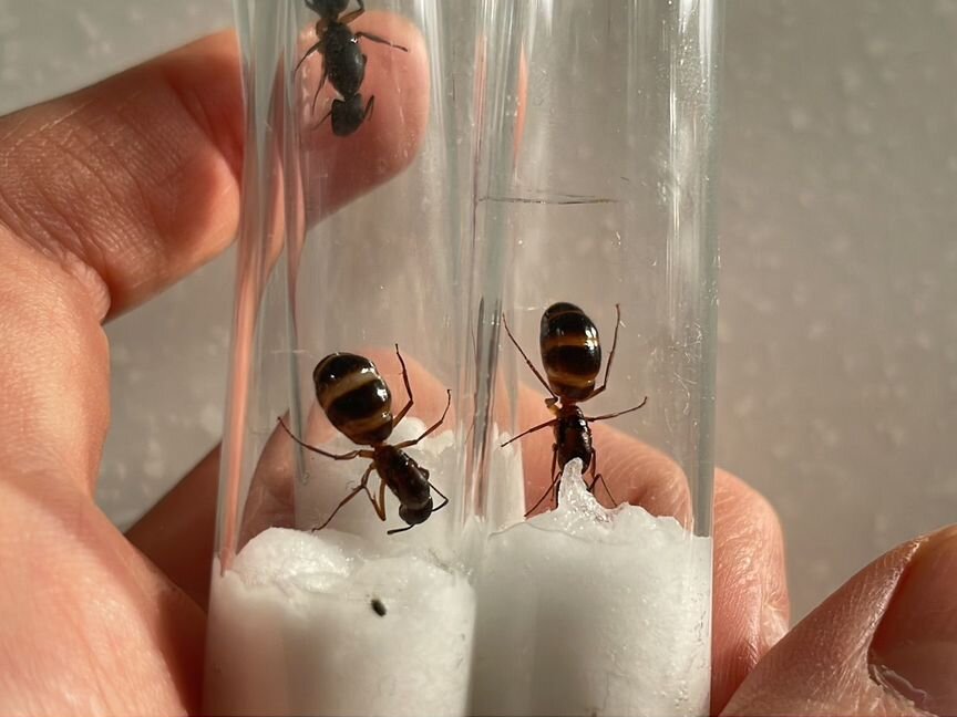 Муравей Camponotus pilicornis