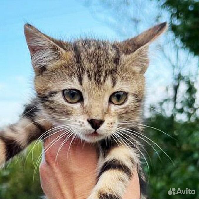 Котенок мраморный девочка