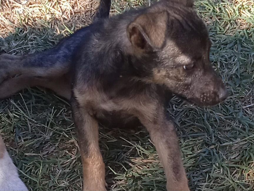 Щенки бесплатно