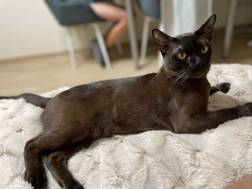 Бурманский кот на вязку