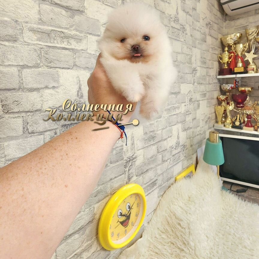 Померанский шпиц, щенок