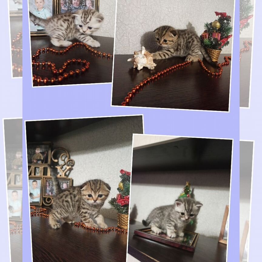 Шотландские котята