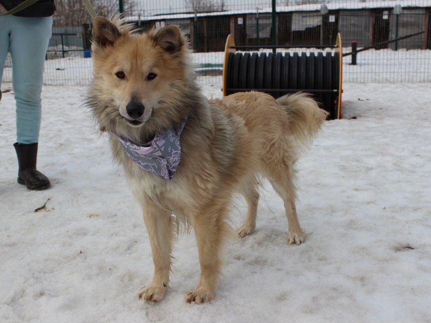 Пёс Гамбит в добрые руки