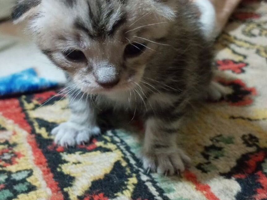 Котята сибирской кошки