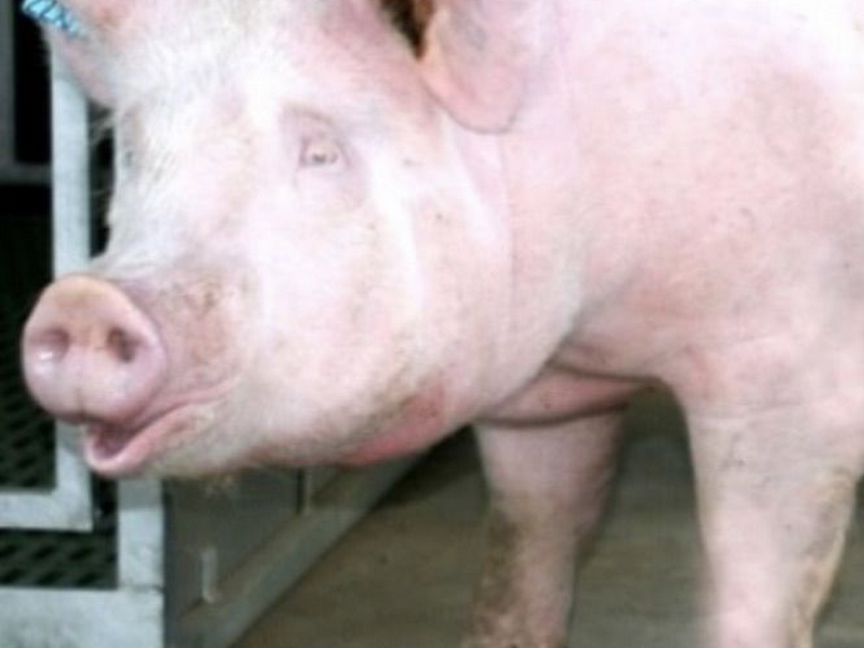 Искусственное осеменение