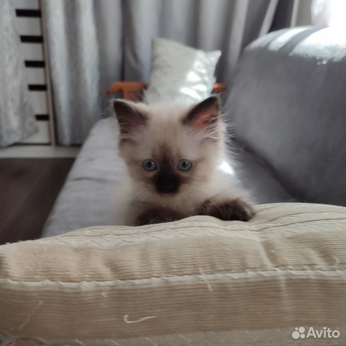 Невский маскарадный котёнок - девочка