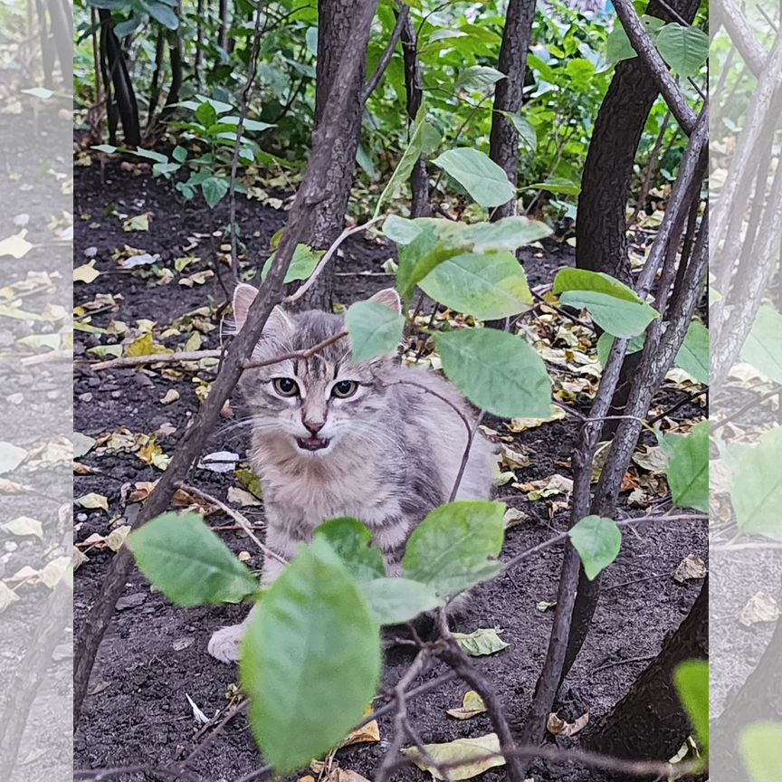 Котенок