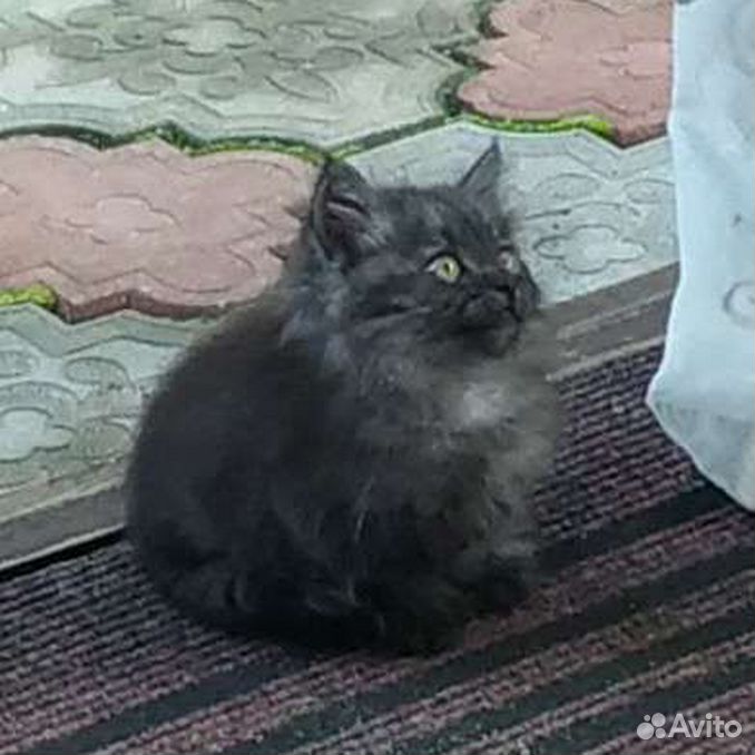 Очень ручной и общительный котёнок в добрые руки
