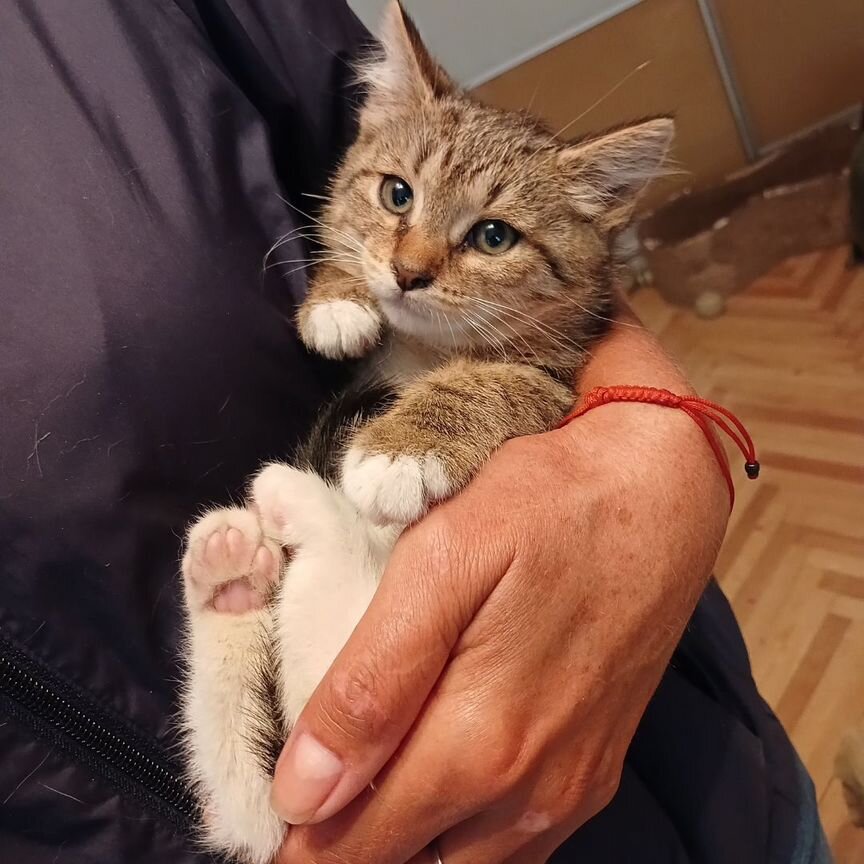 Милый котенок ищет дом