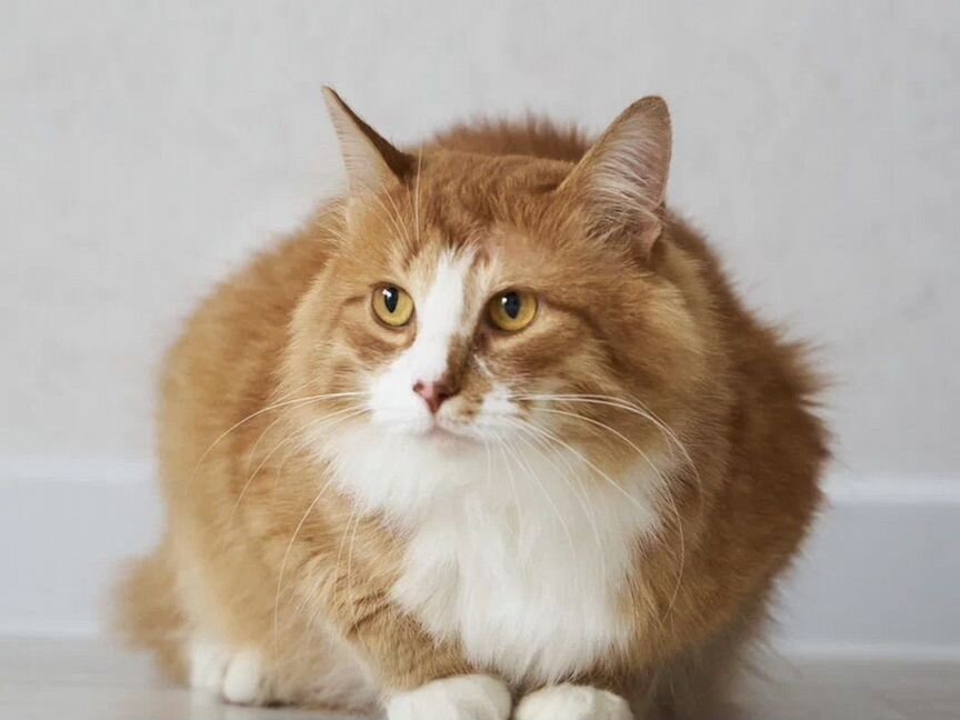 Лёва в добрые руки