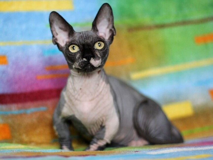 Бамбино мальчишка