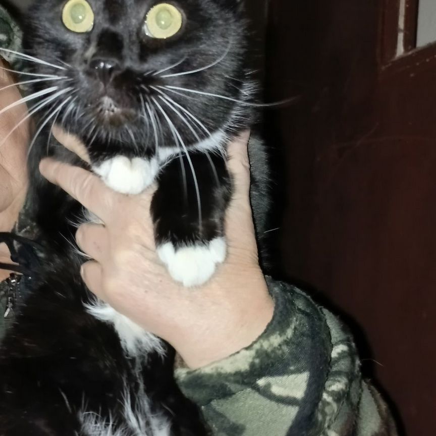 Черный котик