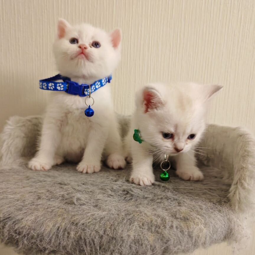 Британский короткошёрстный котёнок