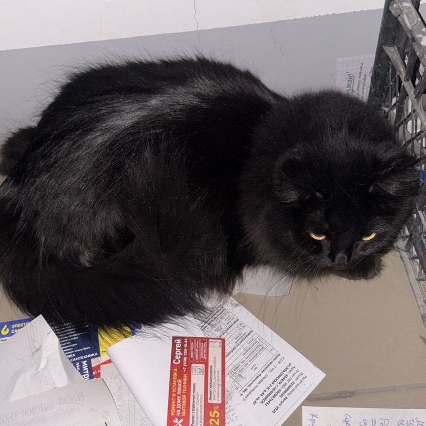Взрослая кошка в добрые руки