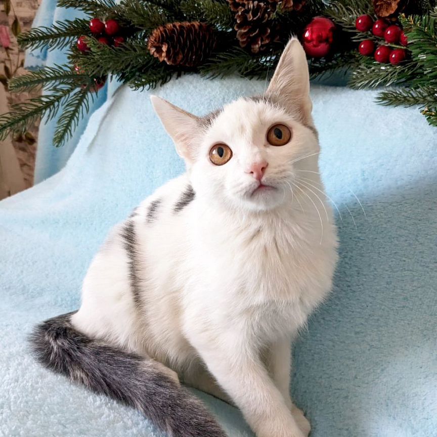 Котенок мальчик 4 месяца