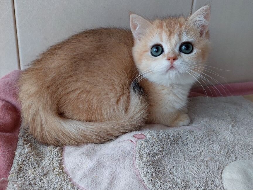 Красотуленька