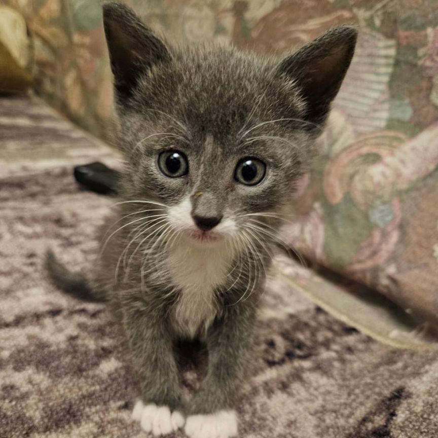 Котёнок, мальчик в добрые руки