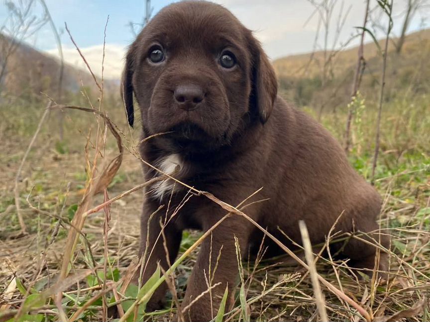 Щенок Дав в добрые руки